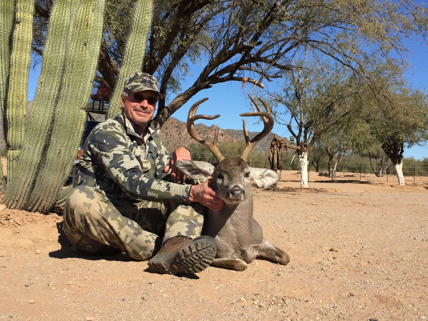 Animals - Coues Deer