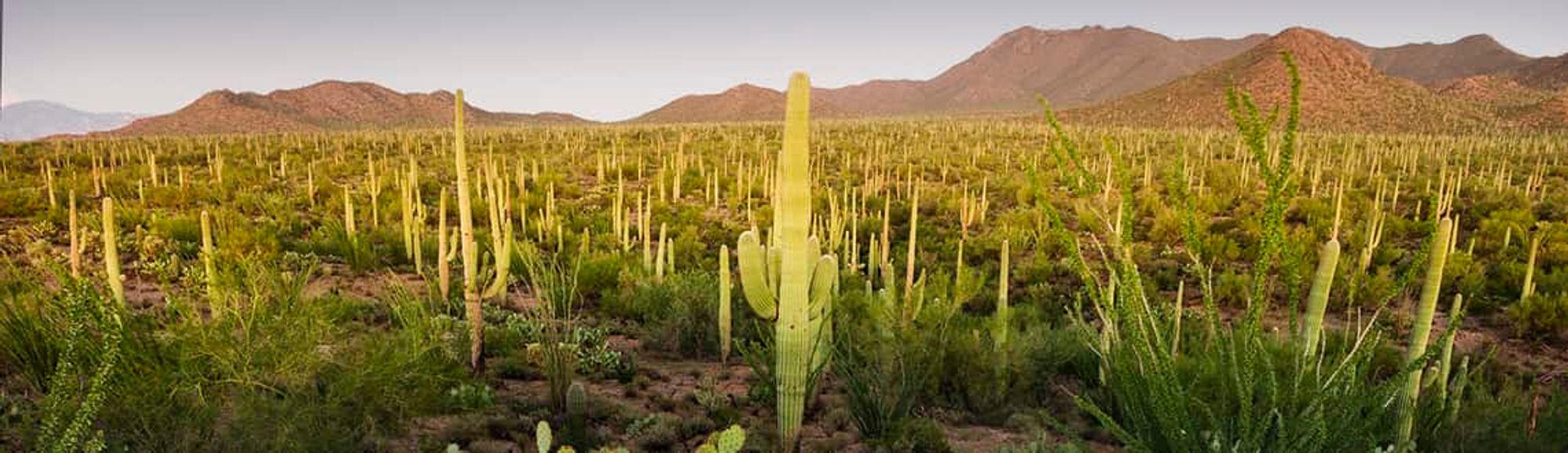 Trophy & Desert - Real Hunting